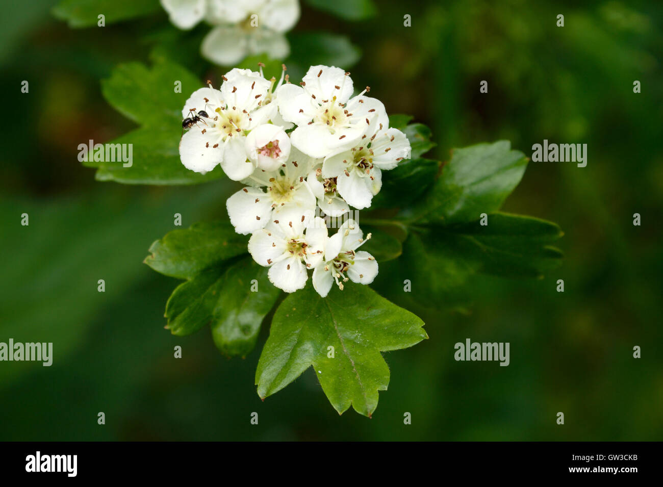 Fleurs de crataegus monogyna Banque de photographies et d’images à ...