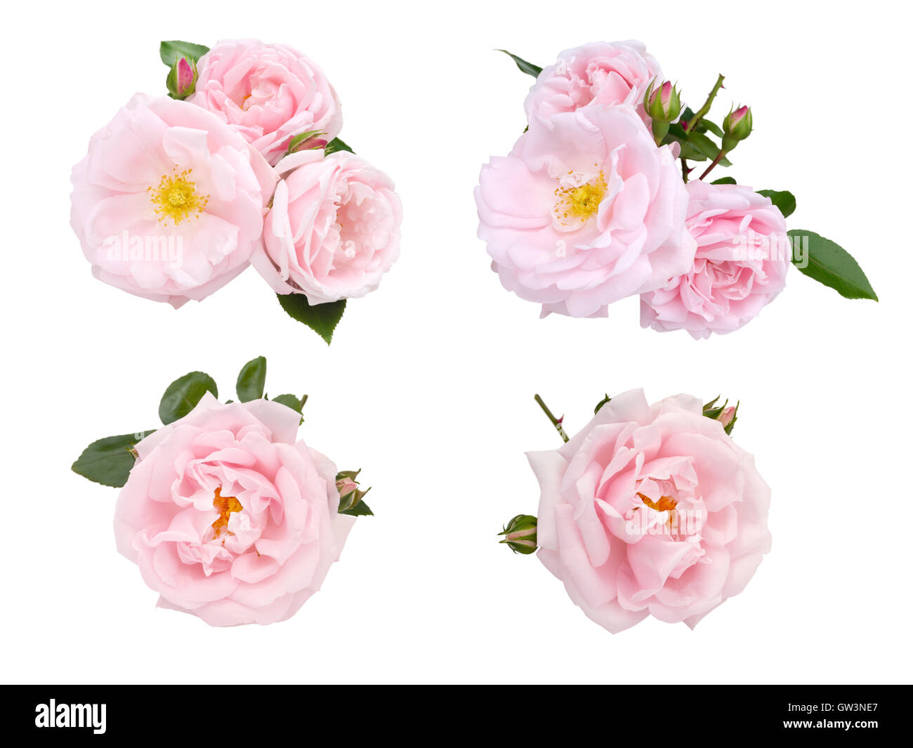Pale rose Banque d'images détourées - Alamy