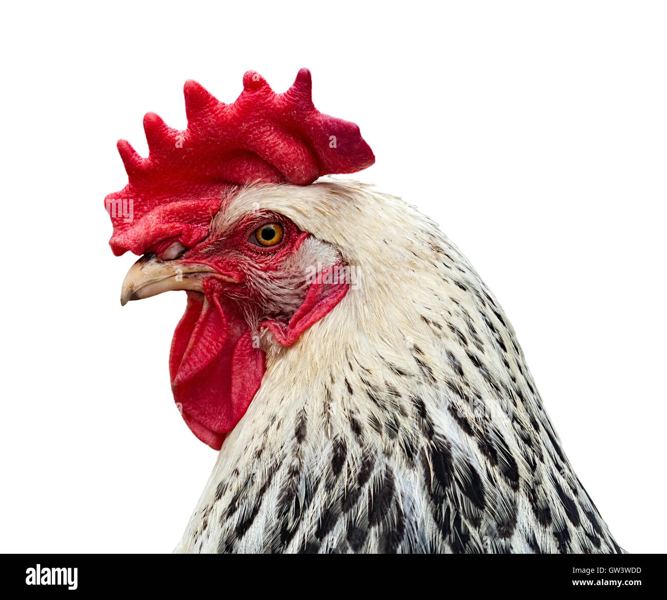 Chicken profile Banque de photographies et d’images à haute résolution ...