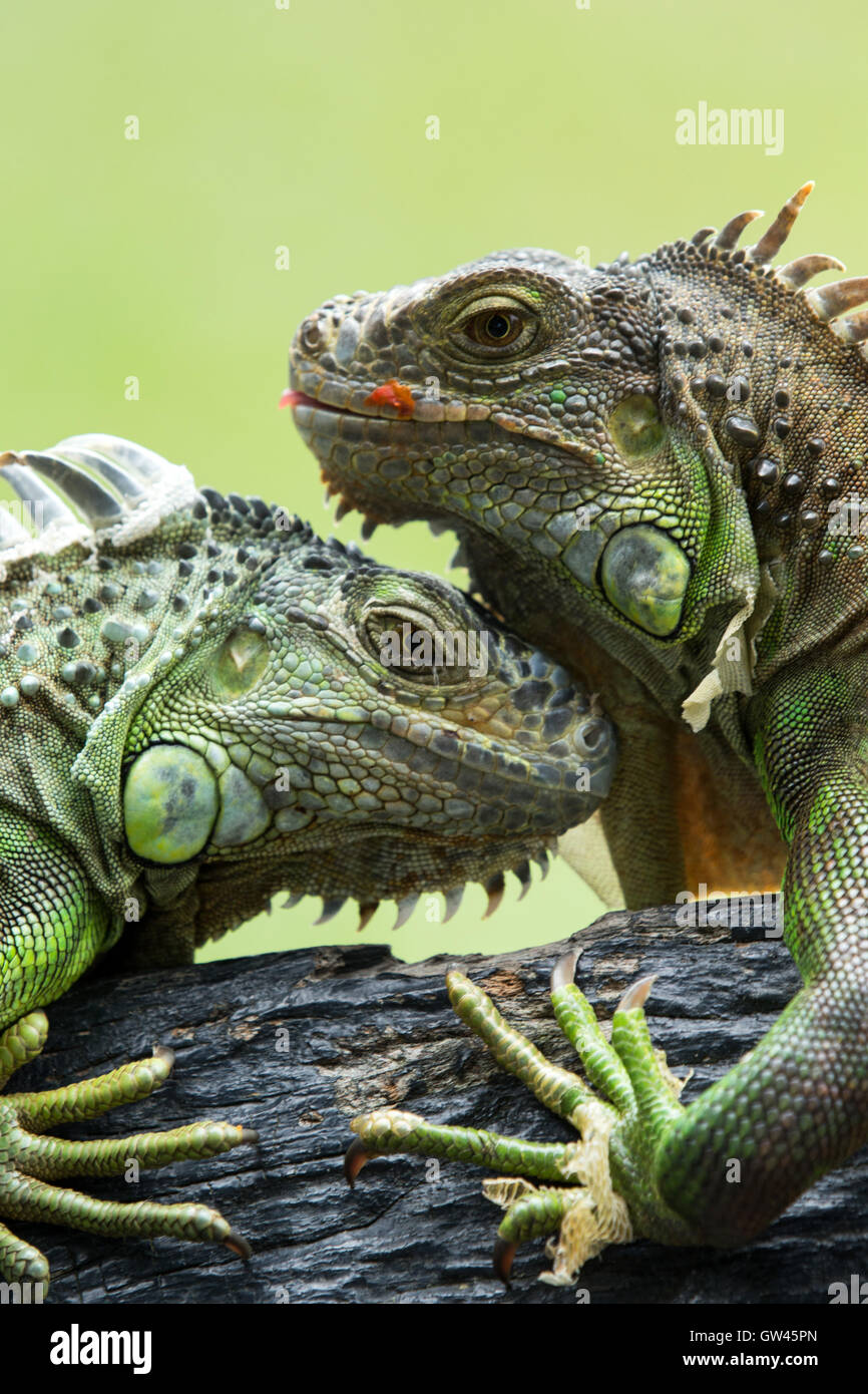 Iguane vert forêt Banque de photographies et d’images à haute ...