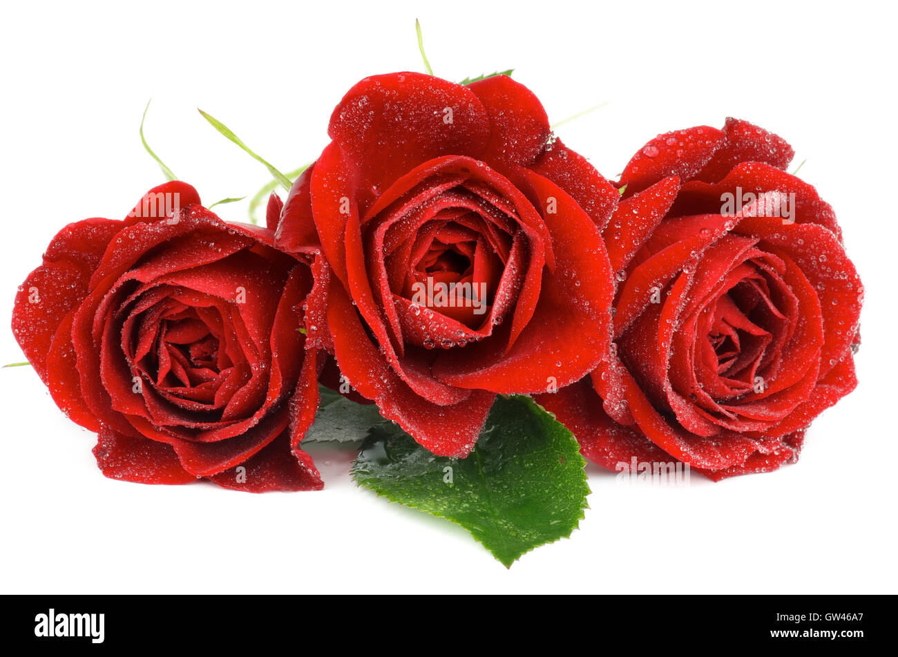 Trois roses dans l'eau Banque de photographies et d’images à haute ...