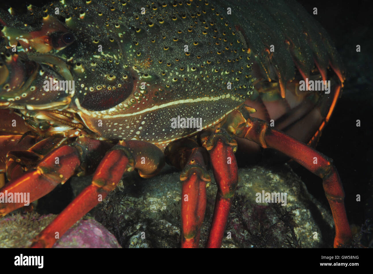 Homard carapace Banque de photographies et d’images à haute résolution ...