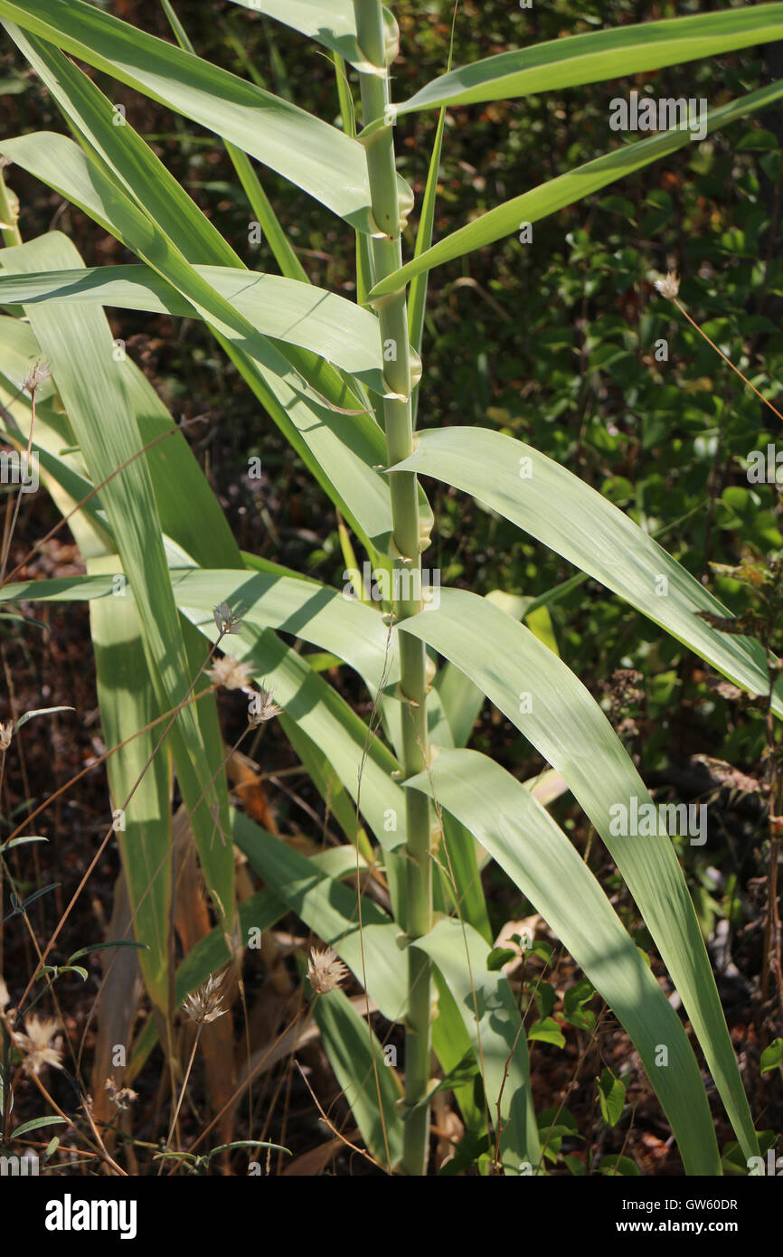 Arundo donax Banque de photographies et d’images à haute résolution - Alamy