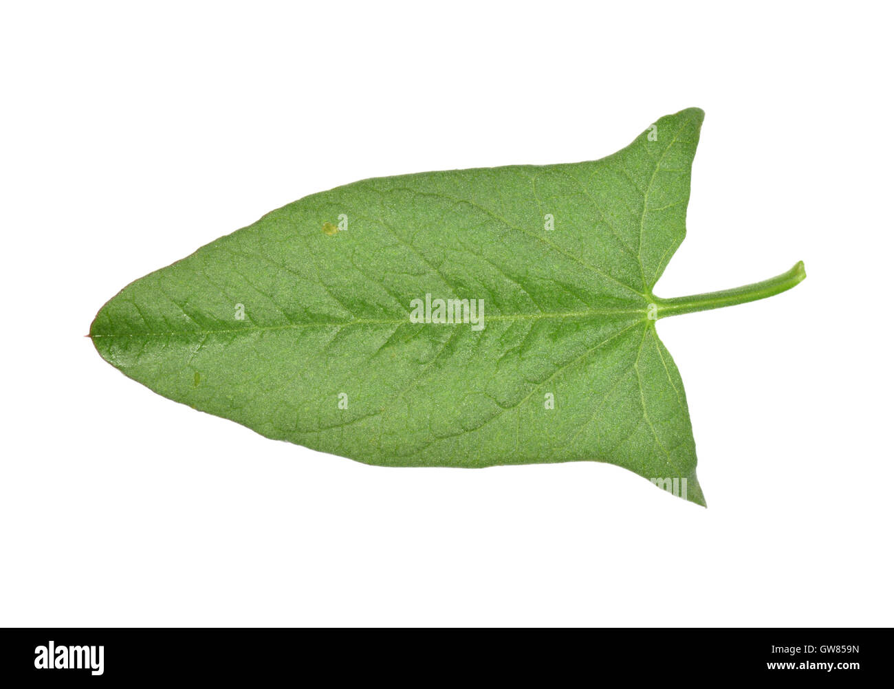 Liseron des champs convolvulus arvensis Banque d'images détourées - Alamy