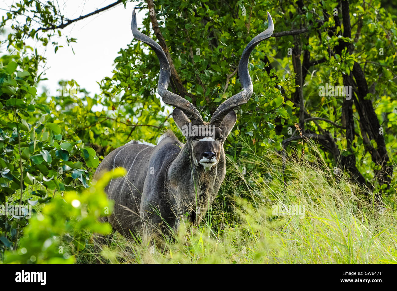 Un grand koudou antilope mâle dans une forêt dense. Le Parc National ...