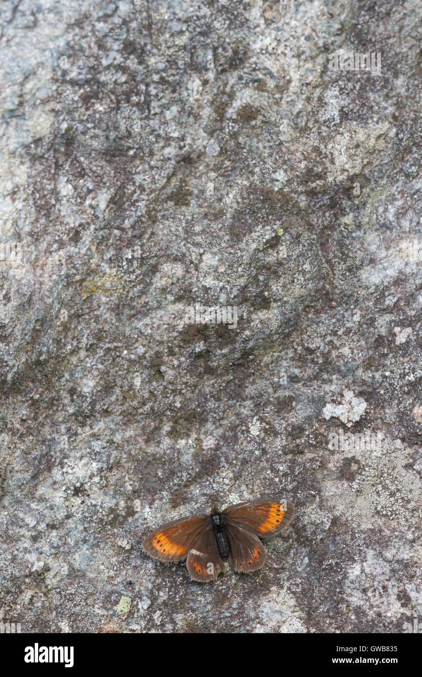 Insectes rares Banque de photographies et d’images à haute résolution ...