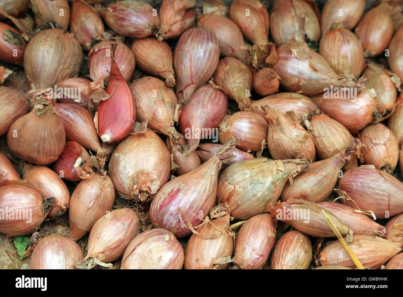 échalote bretagne Banque de photographies et d’images à haute ...