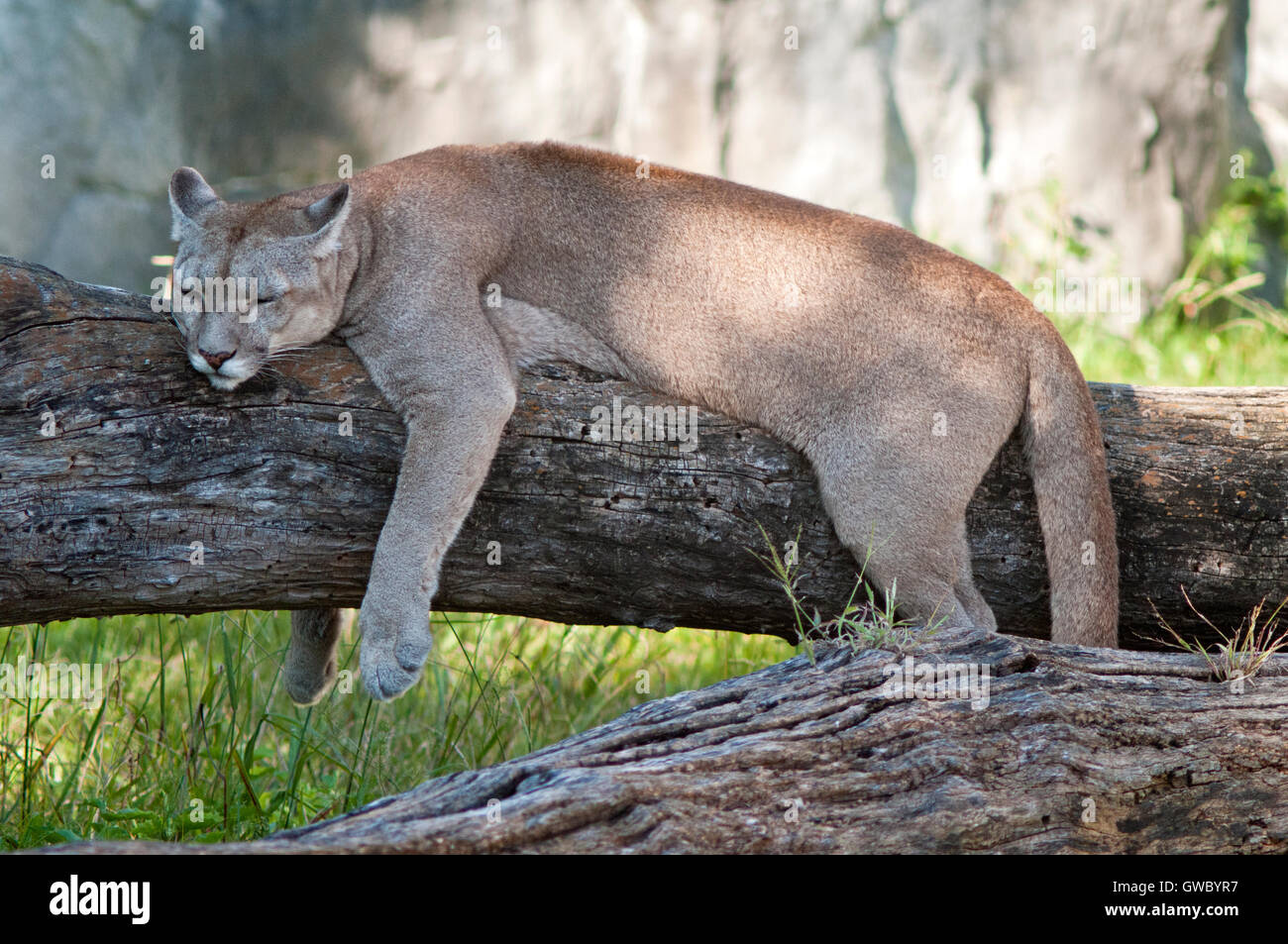 Cougar dormir sur un arbre Photo Stock - Alamy