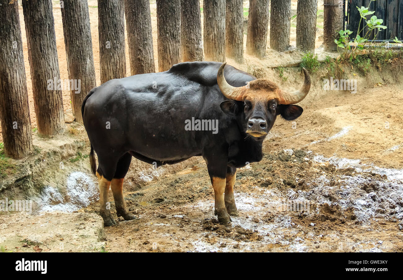 L'alimentation des animaux de ferme vache noire viande vie race ...