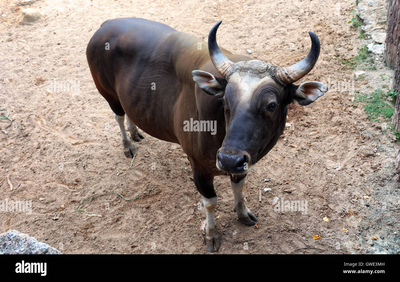 Vache noire Banque de photographies et d’images à haute résolution - Alamy