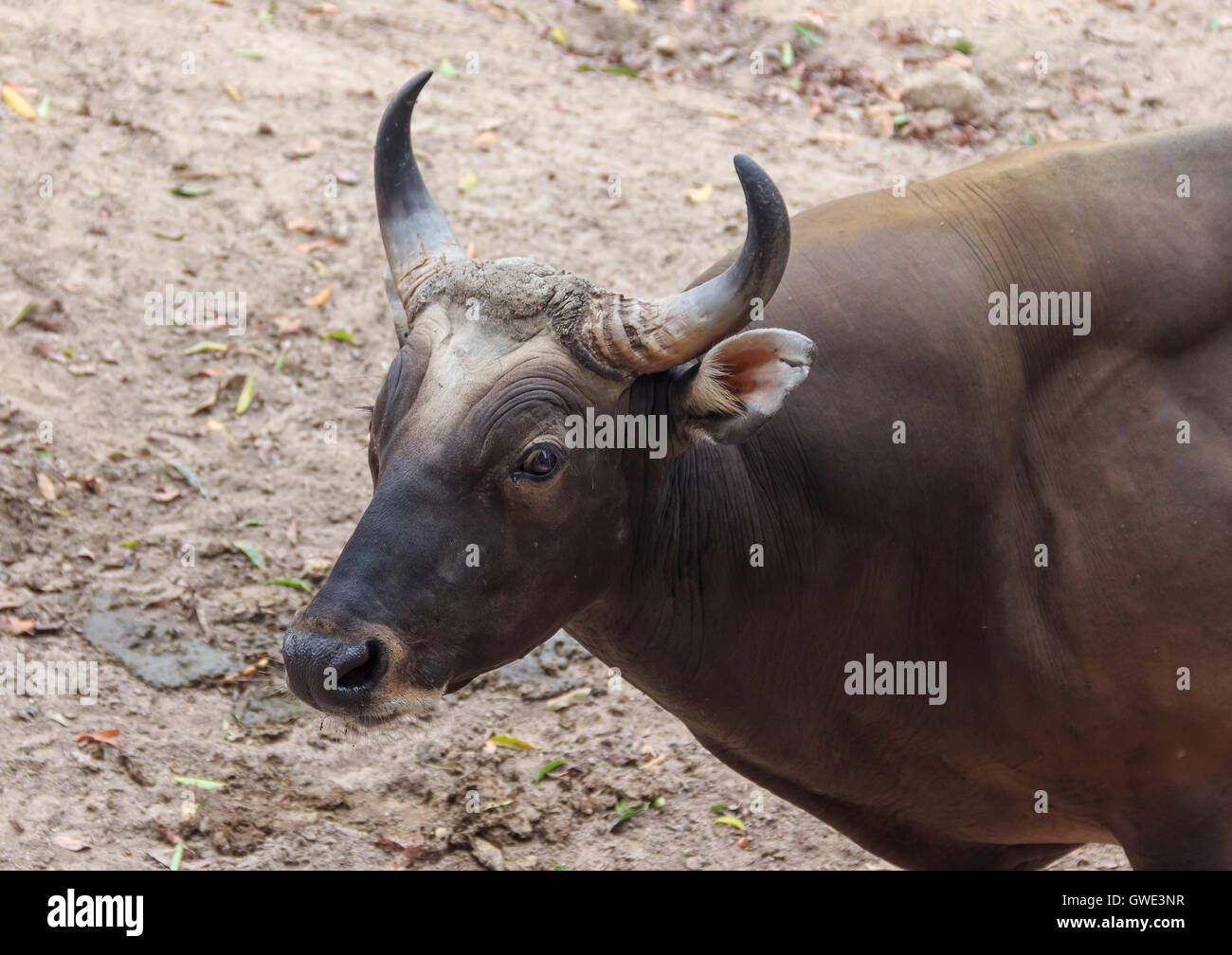 Vache noire Banque de photographies et d’images à haute résolution - Alamy