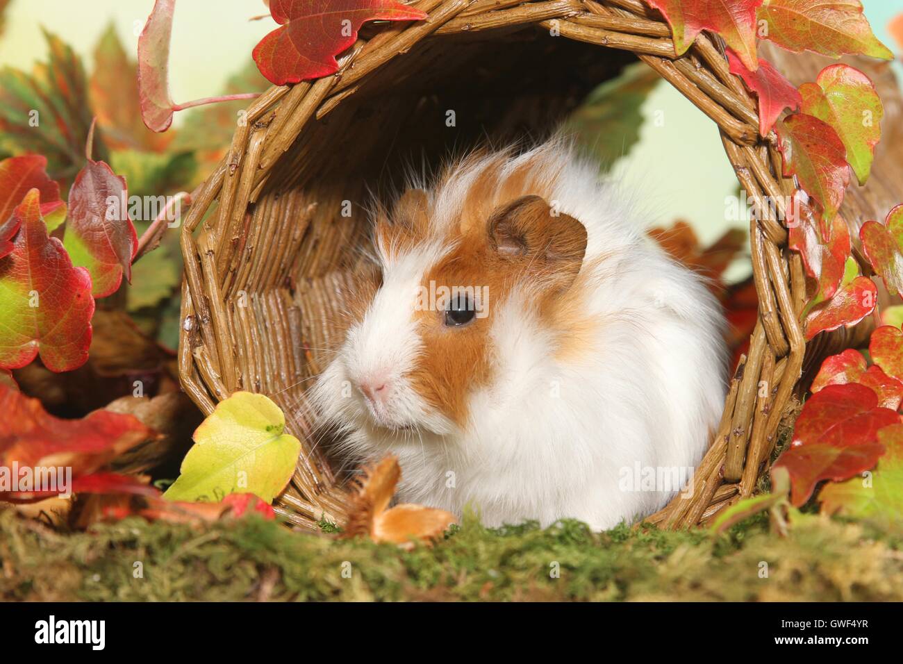 Angora guinea pig Banque de photographies et d’images à haute ...