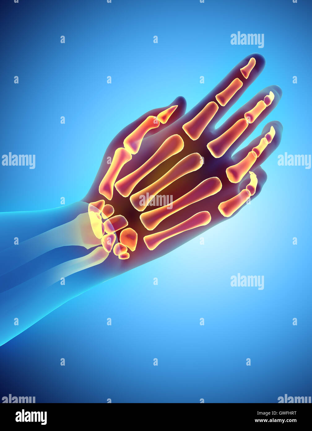 Os du poignet humain Banque de photographies et d’images à haute ...