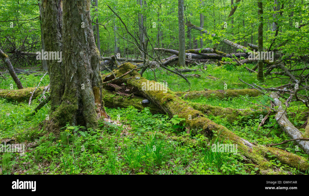 Rotted trees in deciduous forest Banque de photographies et d’images à ...