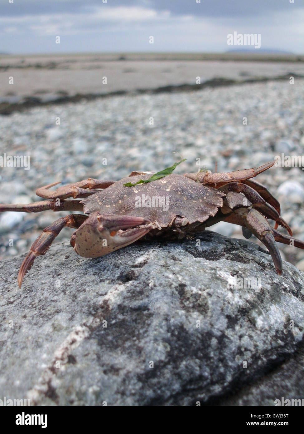 Crabe sur un rocher Banque de photographies et d’images à haute ...