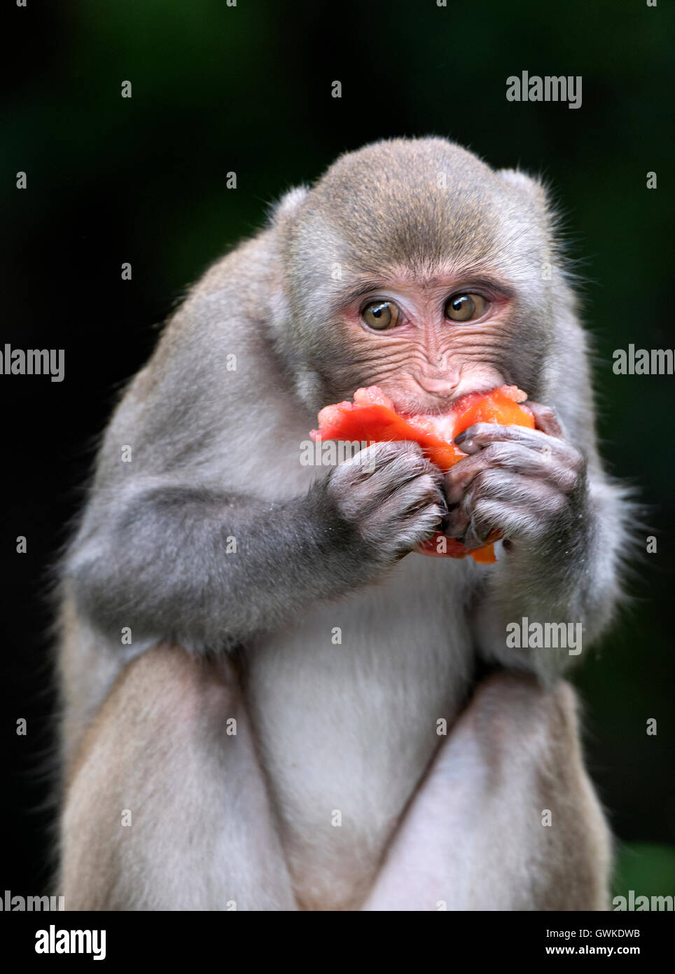 Macaca radiata Banque de photographies et d’images à haute résolution ...