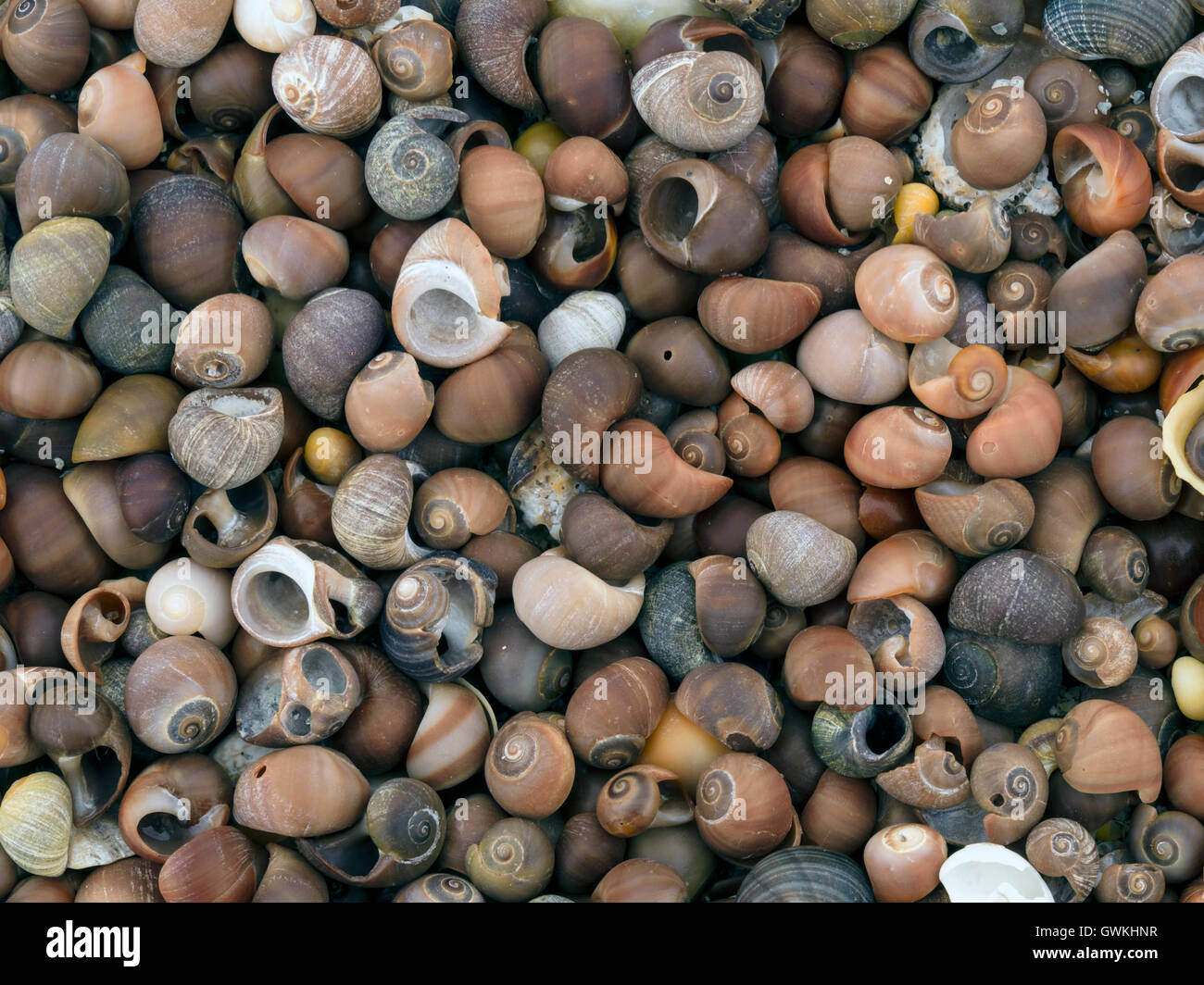 Winkle shell Banque de photographies et d’images à haute résolution - Alamy