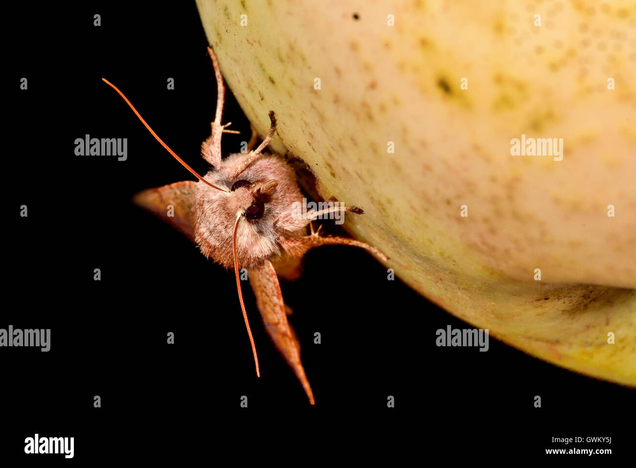 Quaker rouge Banque de photographies et d’images à haute résolution - Alamy