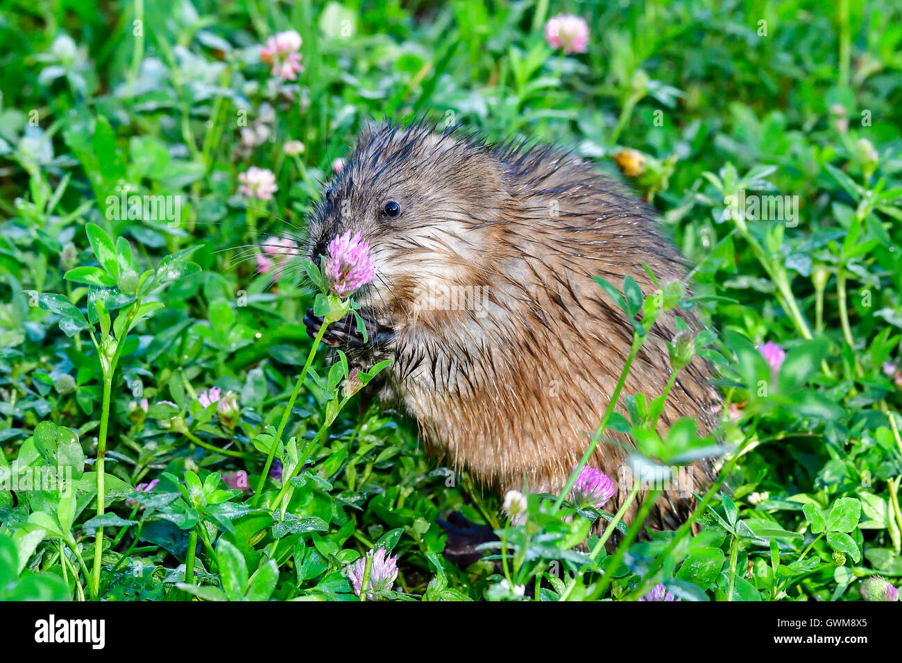 Manger des rats musqués Banque de photographies et d’images à haute ...