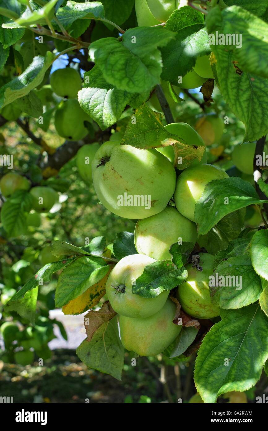 Paquet de pommes Banque de photographies et d’images à haute résolution ...