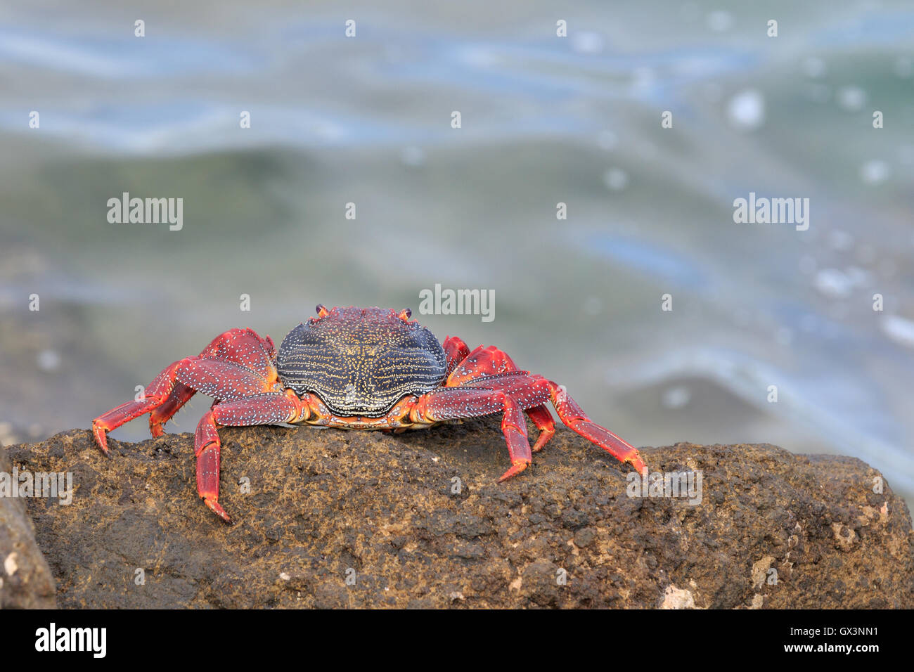 Crabe Sur Un Rocher Banque d'image et photos - Alamy