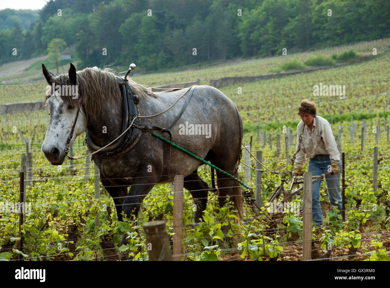 Horse Plough Photos & Horse Plough Images - Alamy