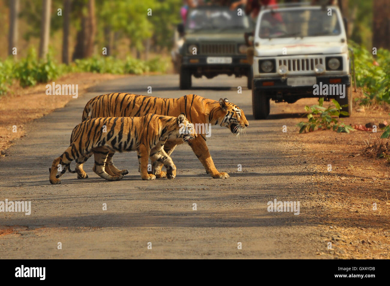 Tiger Crossing. Tigresse du Bengale sauvages et d'oursons traversant une route forestière dans ...