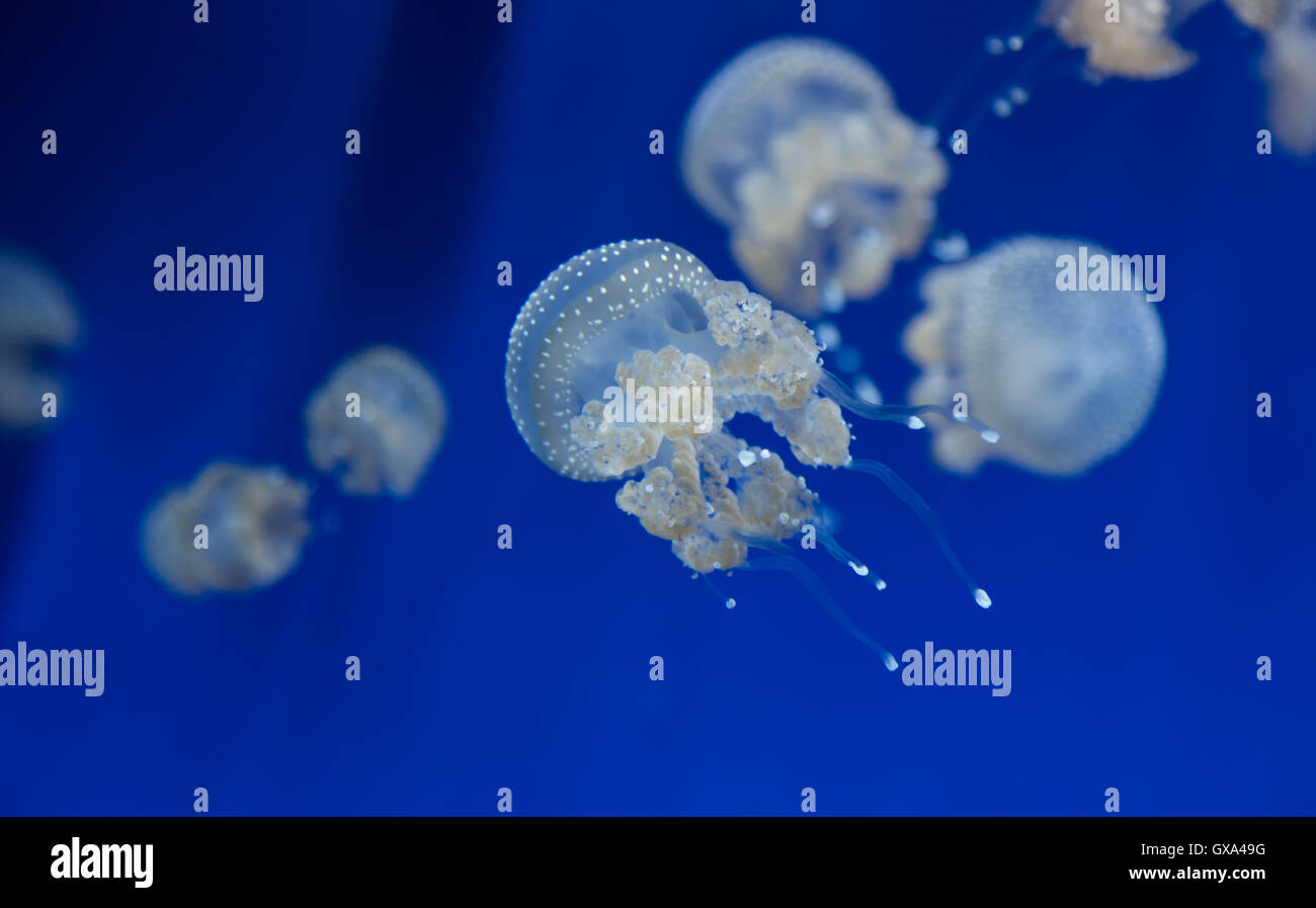 Méduse Méduse Plongée Egypte mer rouge photo Photo Stock - Alamy