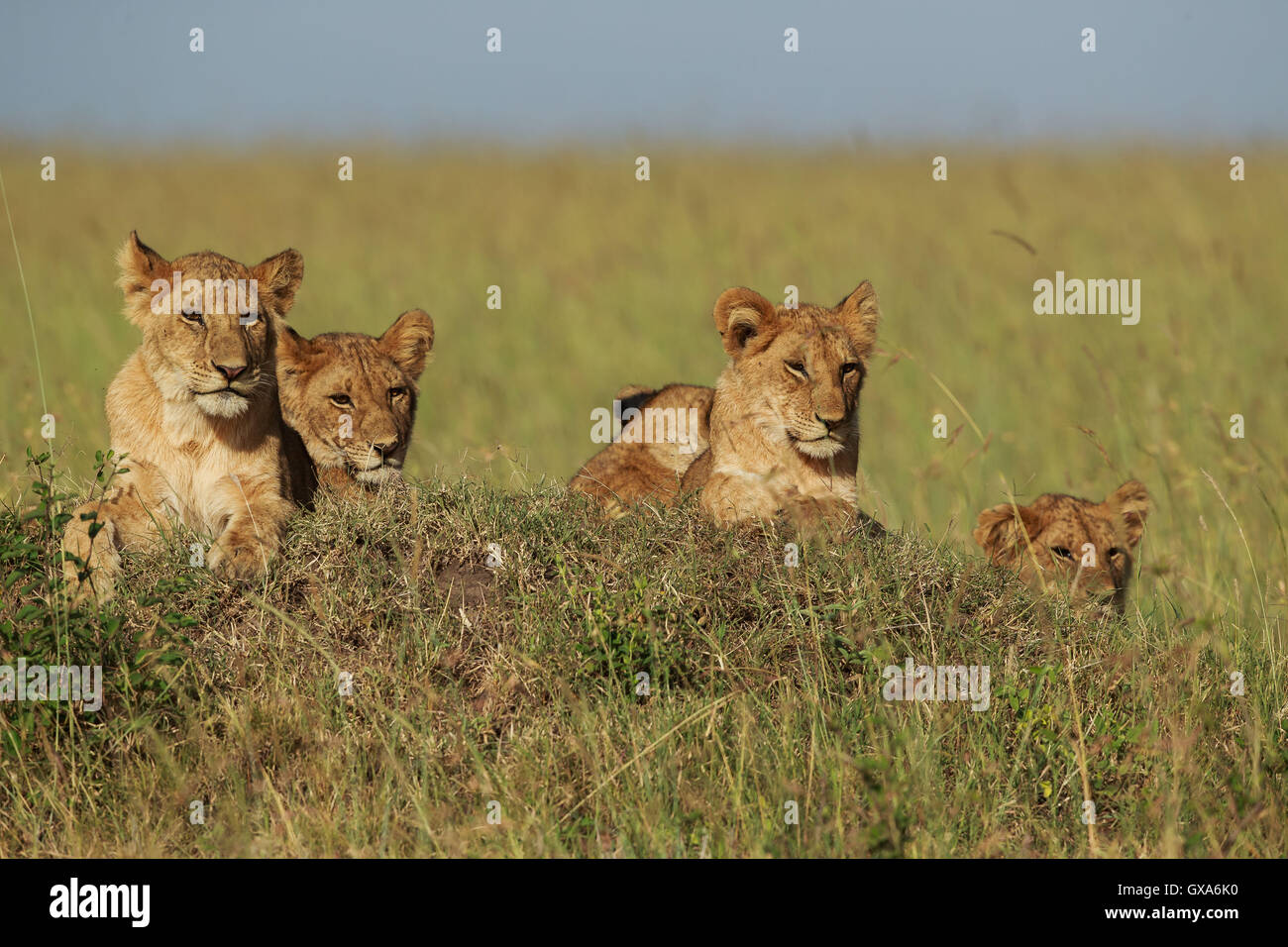 Lionne chasse Banque de photographies et d’images à haute résolution - Alamy