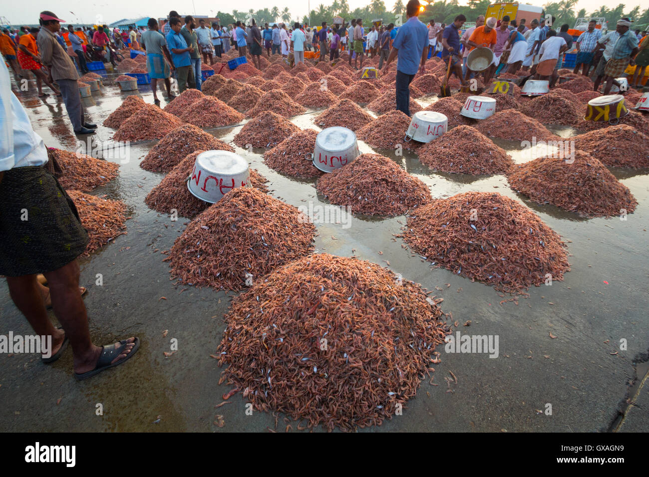 Crevettes géantes à la vente à port de pêche de Neendakara, Kollam ...