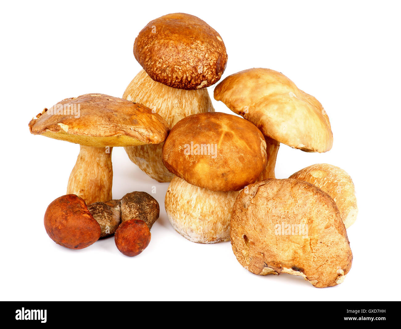 Champignons beiges Banque d'images détourées - Alamy