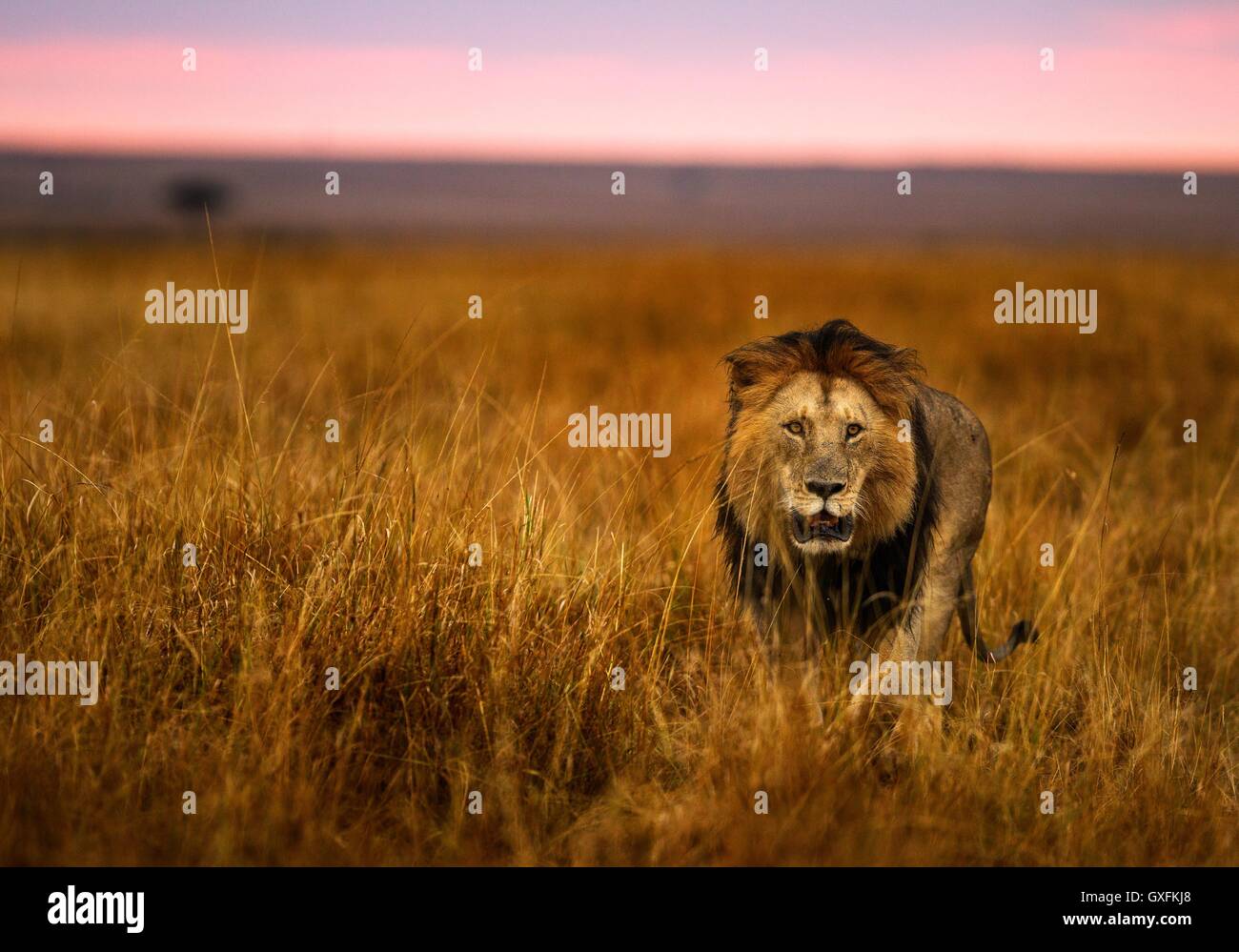 La chasse au lion à l'aube Photo Stock - Alamy