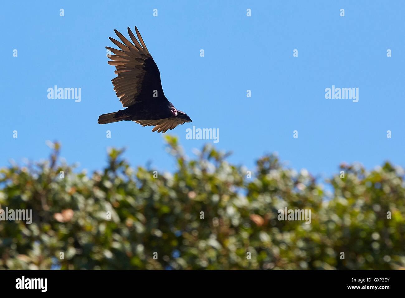 Vautour dinde californien Banque de photographies et d’images à haute ...