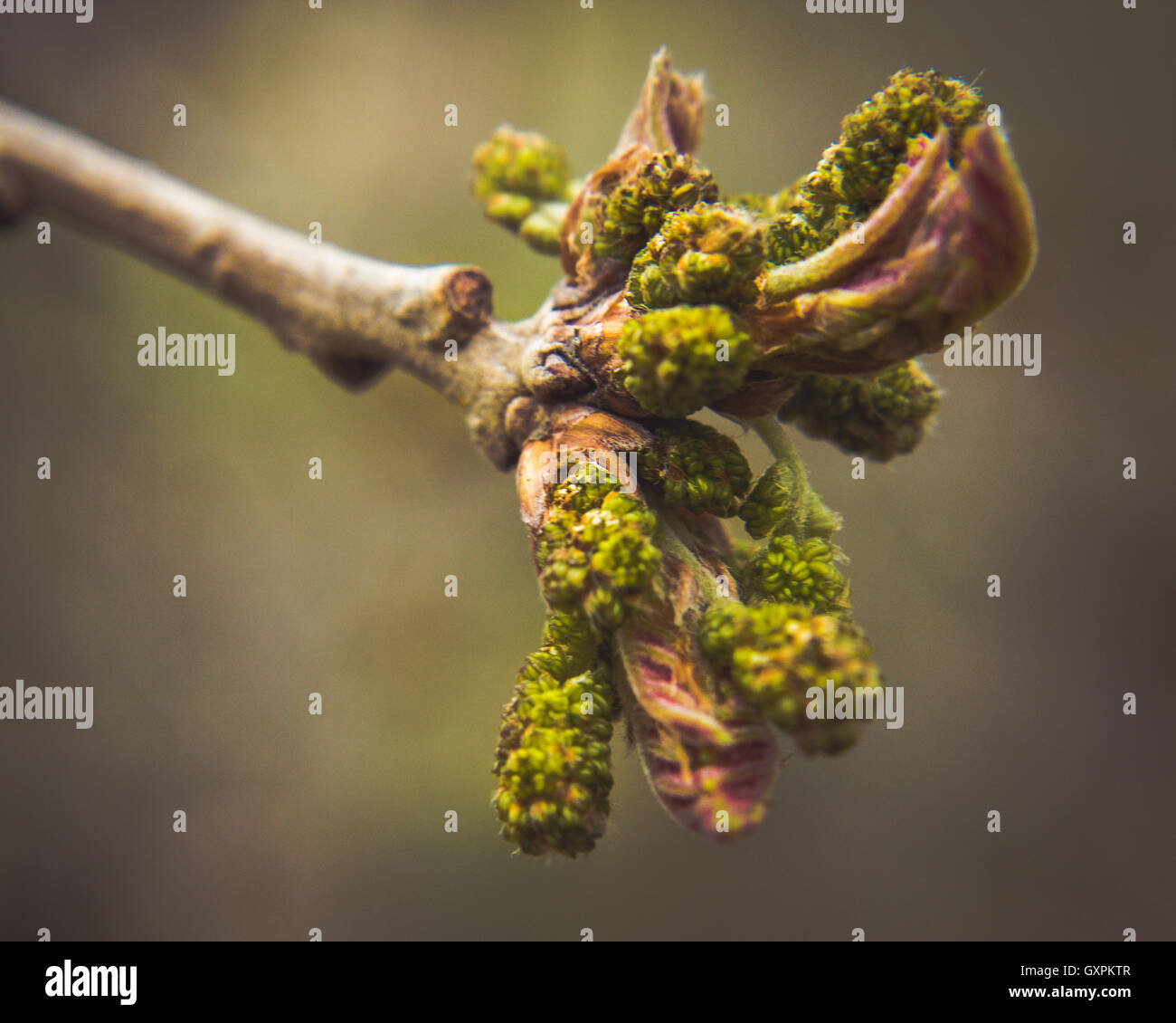 Bourgeonner Avec Banque d'image et photos - Alamy