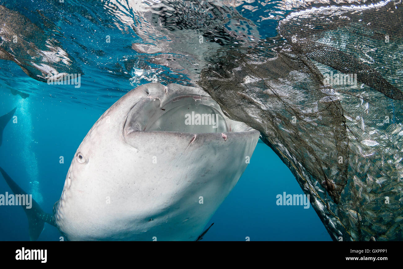 Sous-vue de l'alimentation dans la baie Cenderawasih requin baleine en ...
