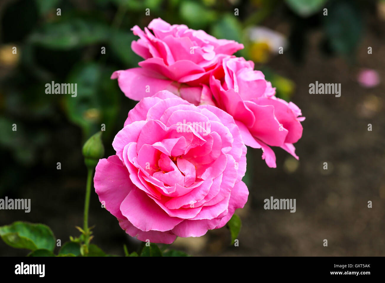 Trois belles roses Banque de photographies et d’images à haute ...