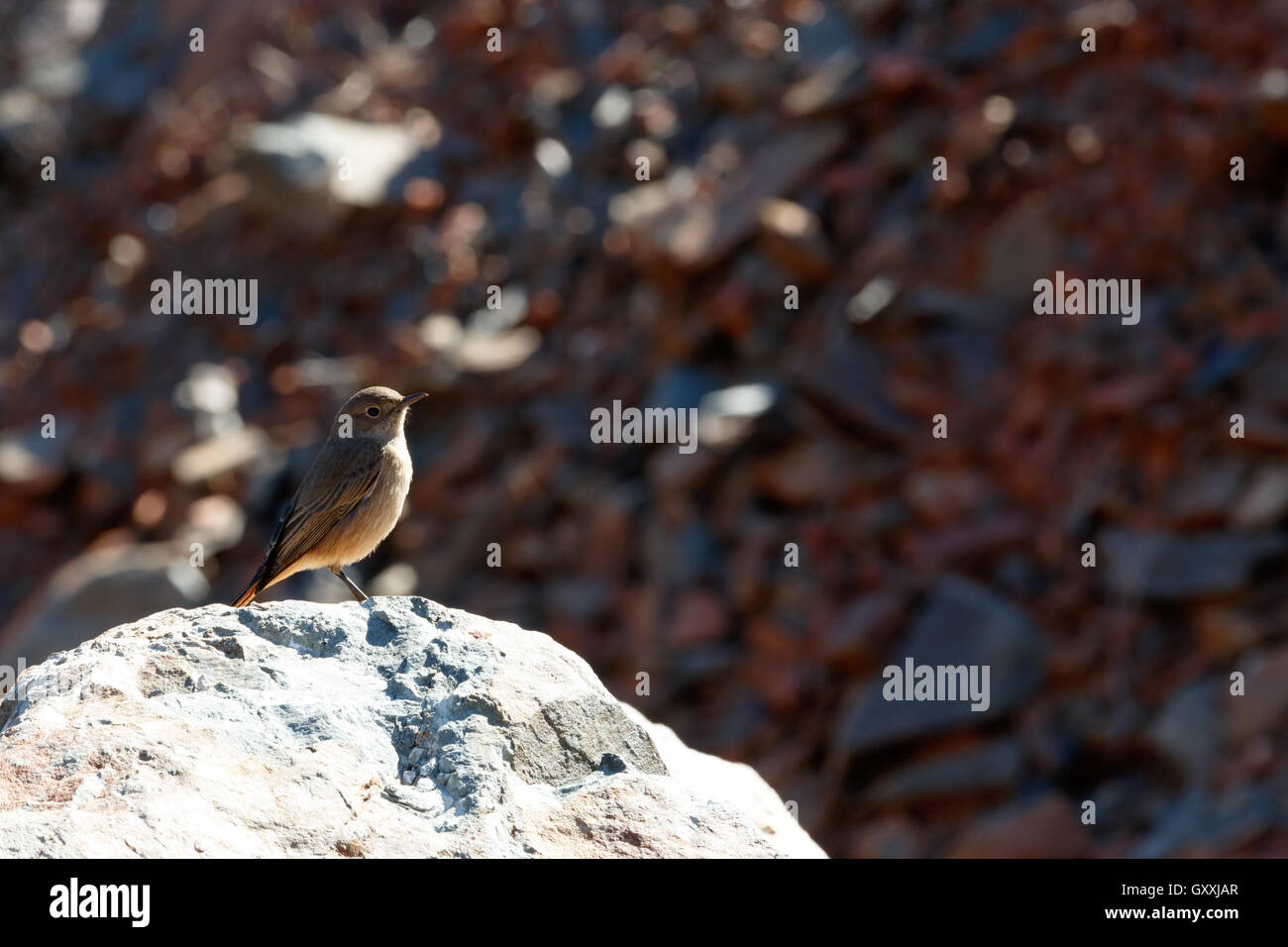 Animaux endothermiques Banque de photographies et d’images à haute ...