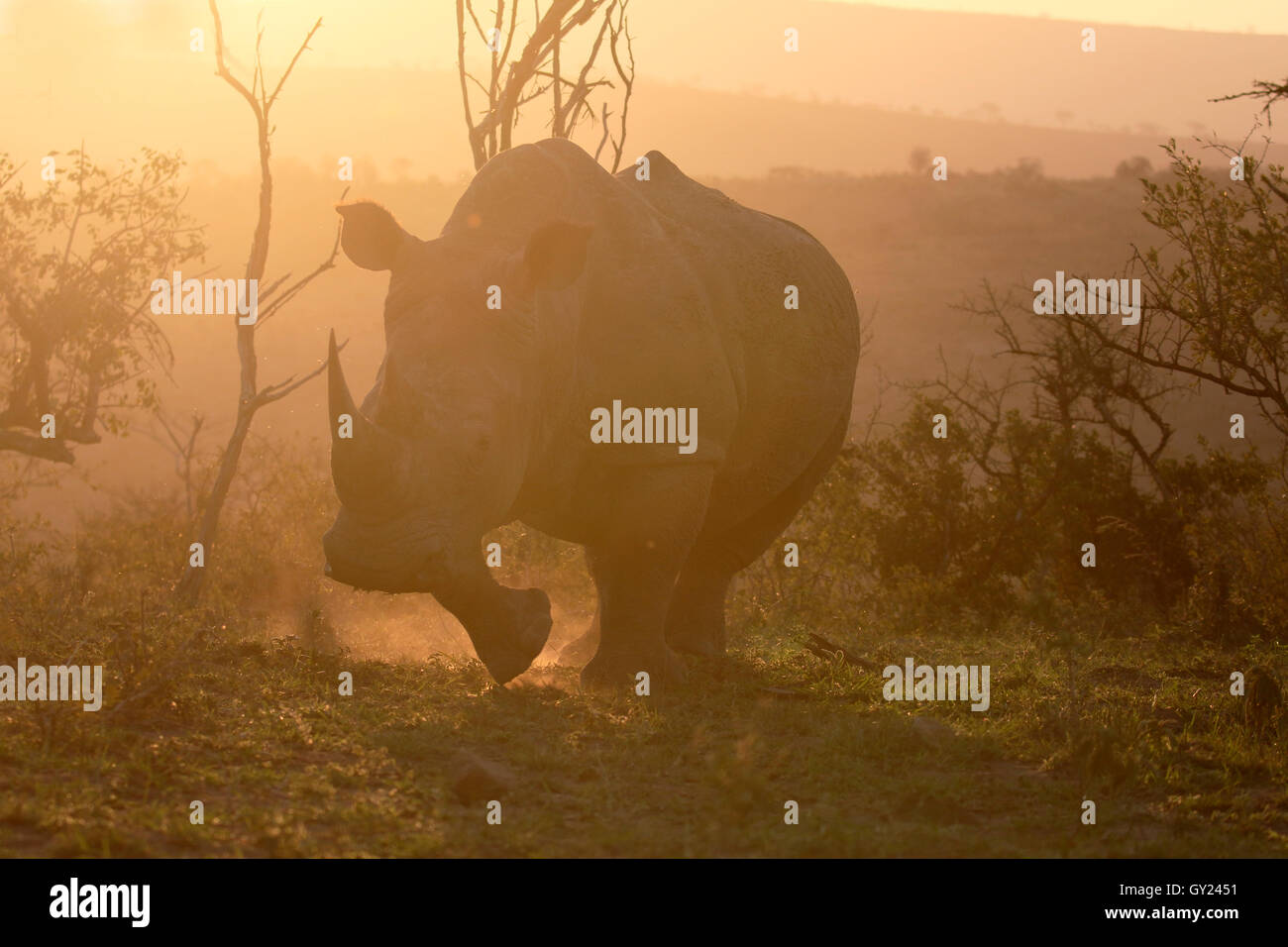 Le Rhinocéros Banque d'image et photos - Alamy
