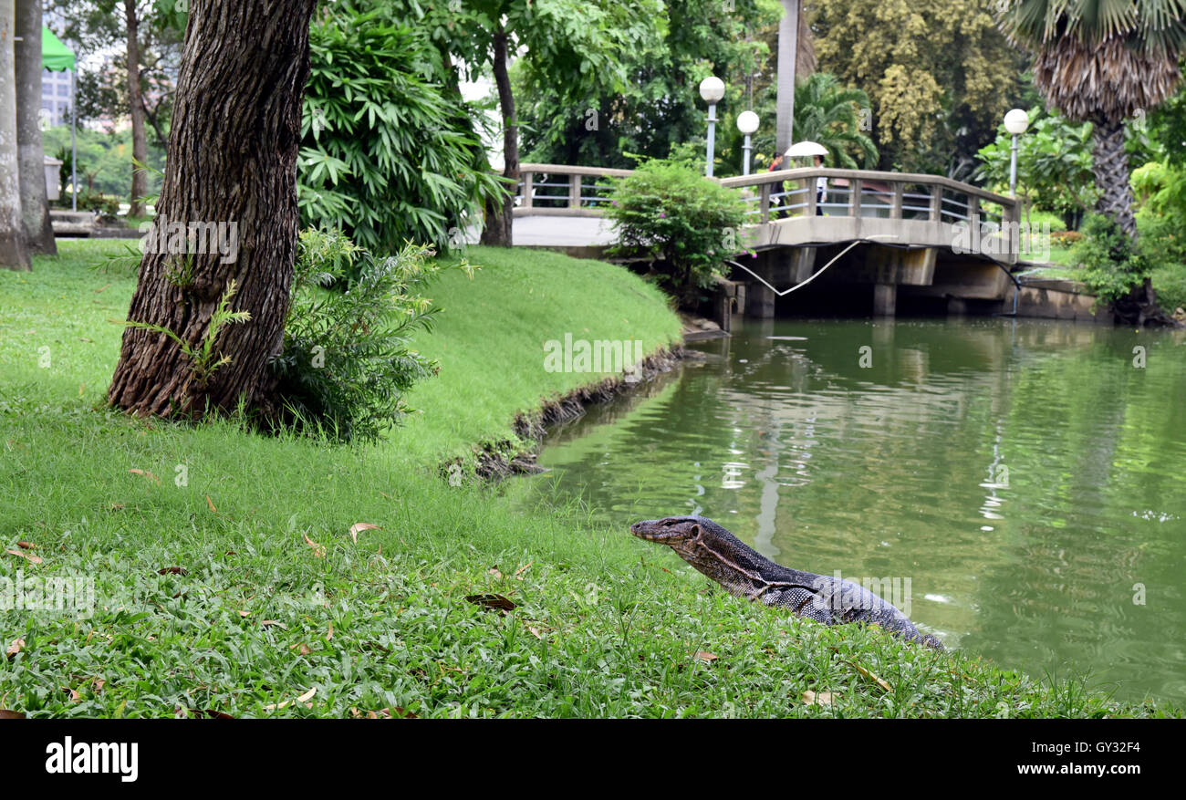 Un grand varan vu dans le parc Lumpini, Bangkok, Thaïlande Photo Stock ...