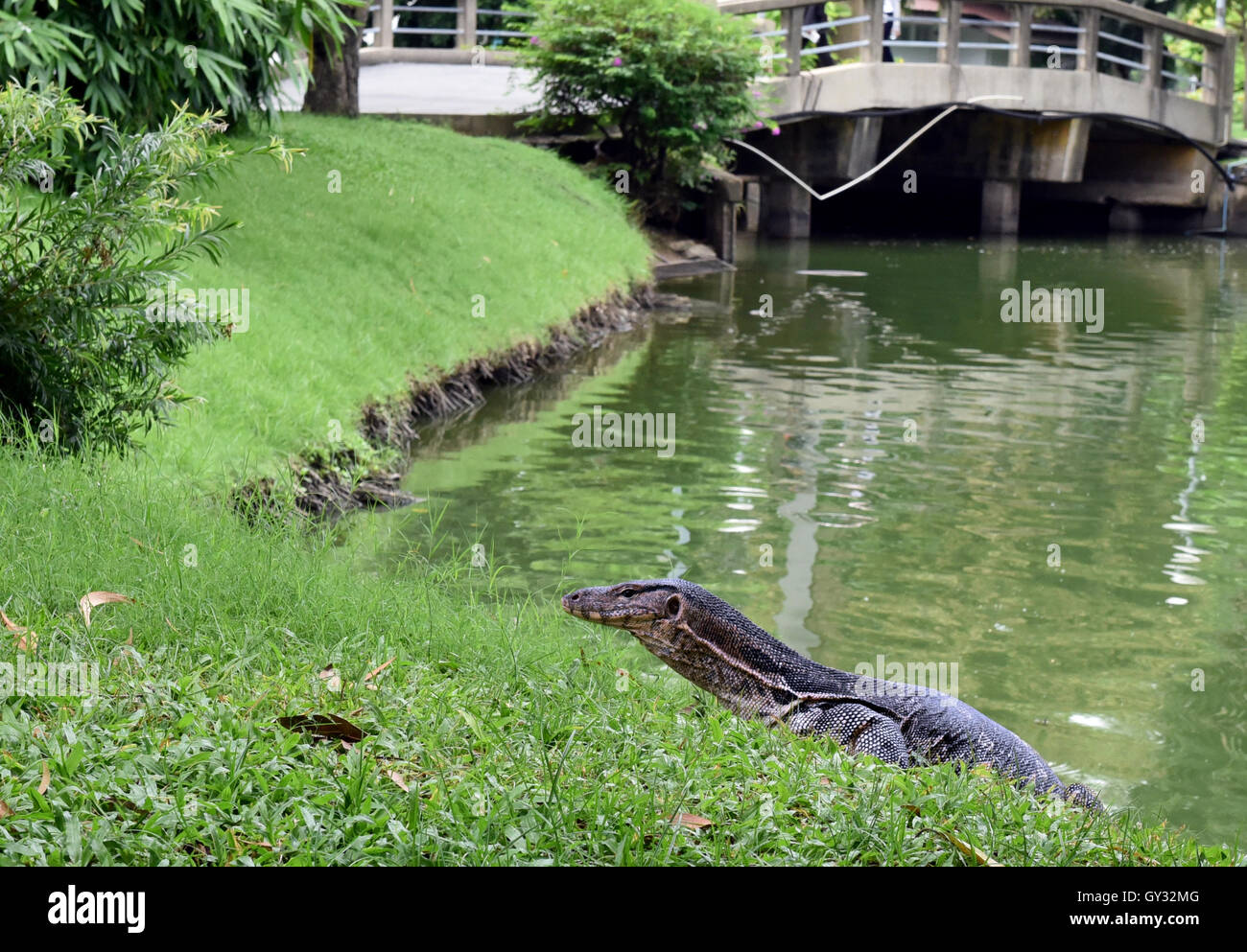 Parc lumpini bangkok thaïlande Banque de photographies et d’images à ...
