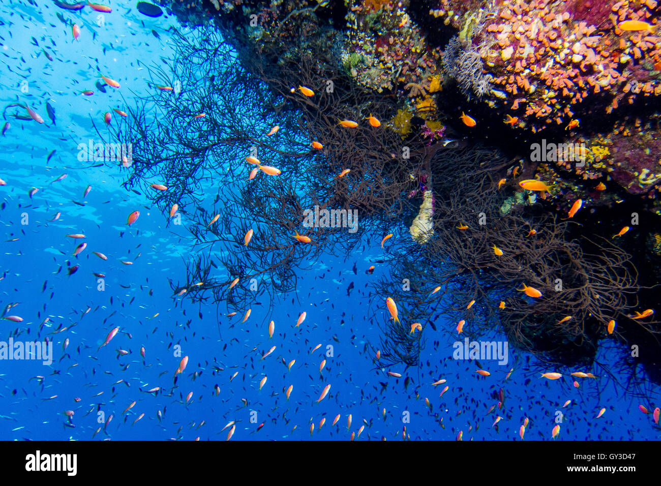 Tahiti coral garden Banque de photographies et d’images à haute ...