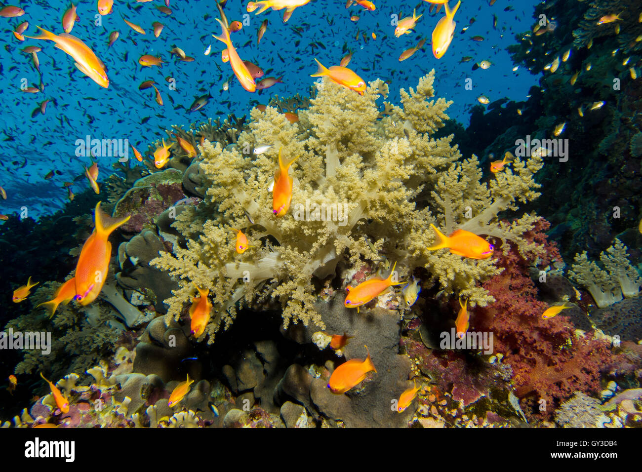 Corail et poisson dans la mer rouge egypte Banque de photographies et d ...