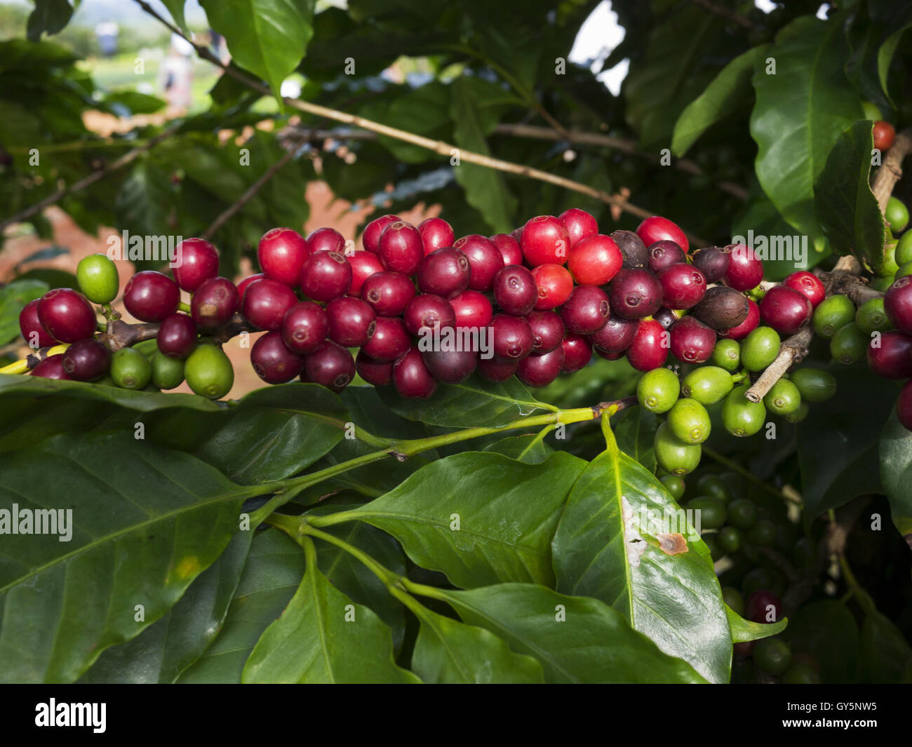 Cerises de café Banque de photographies et d’images à haute résolution ...