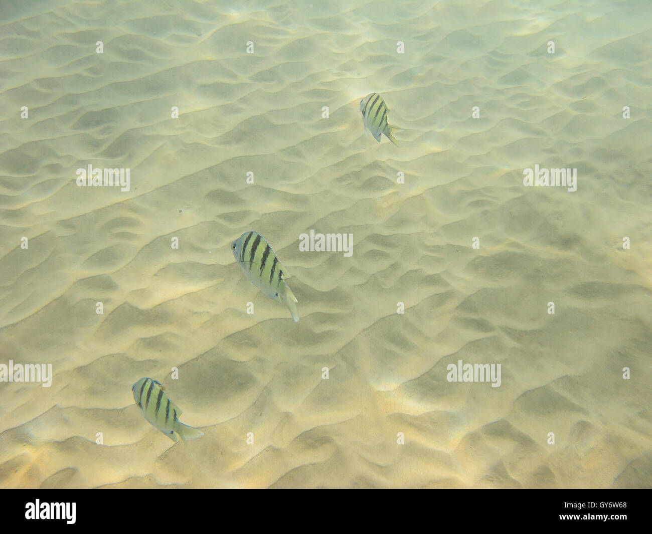 Chirurgien de poisson Banque d'image et photos - Alamy