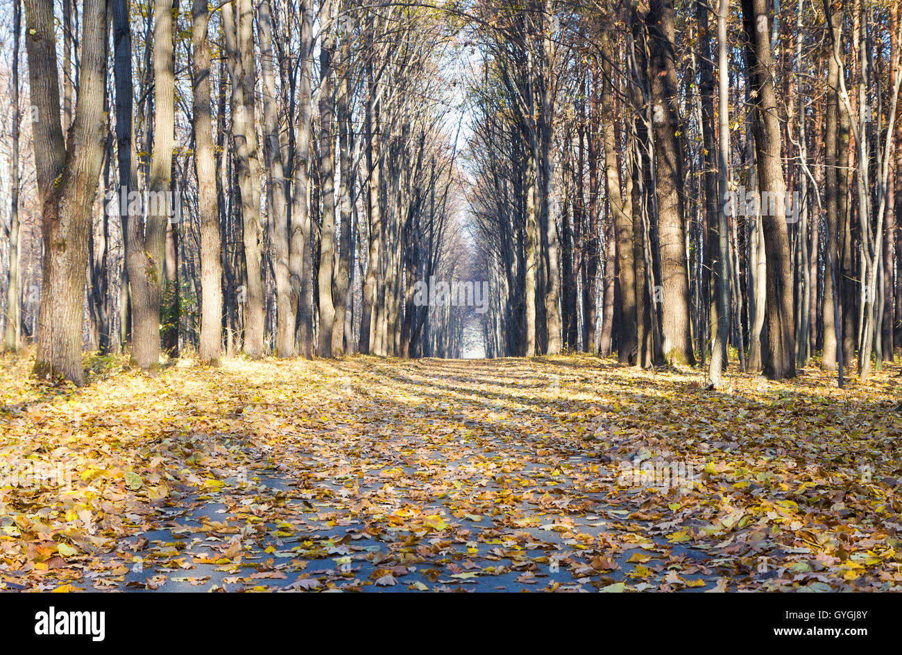 Maple alley in autumn Banque de photographies et d’images à haute ...
