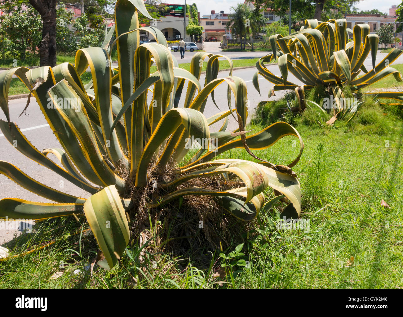 Agave americana marginata aurea Banque de photographies et d’images à ...