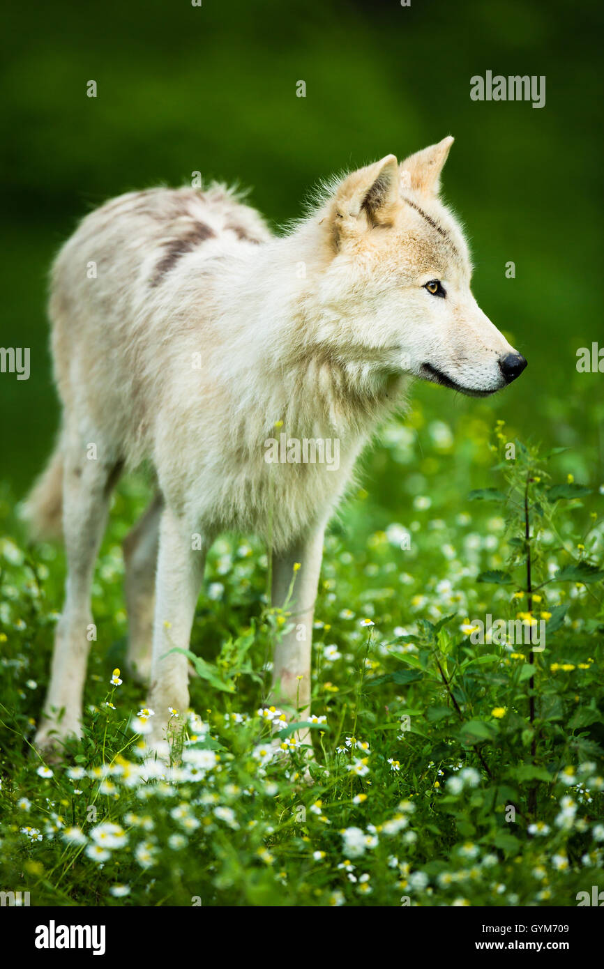 Le loup arctique (Canis lupus arctos) aka le loup polaire ou loup blanc ...