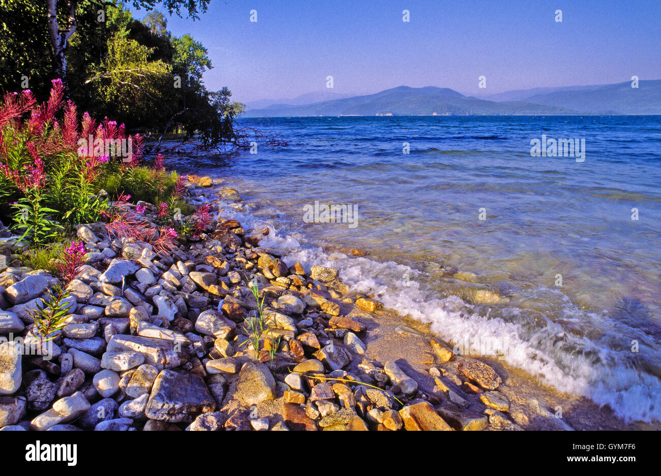 Barguzin zapovednik (réserve naturelle), sur les rives du Lac Baïkal. L ...