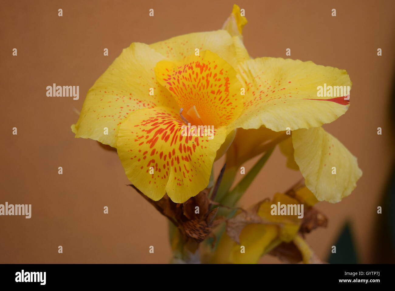 Tigre jaune Banque de photographies et d’images à haute résolution - Alamy