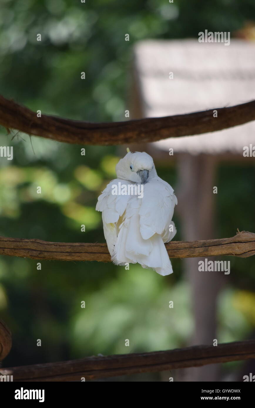 Perruche blanche Banque de photographies et d’images à haute résolution ...